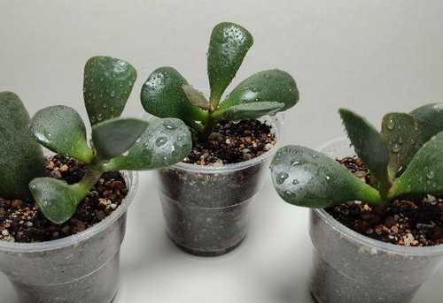 Адромискус Купера (Adromischus cooperi)