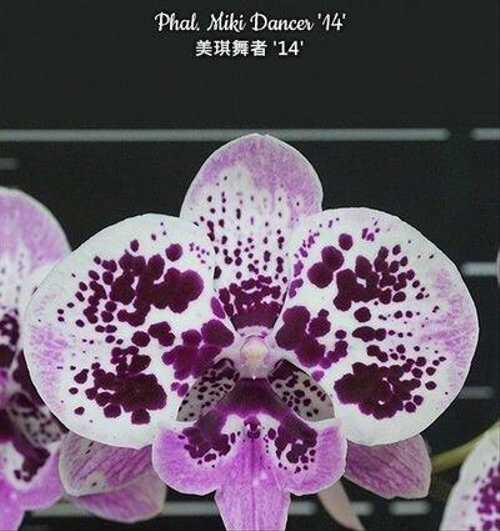 Орхидея Phal. Miki Dancer '14'