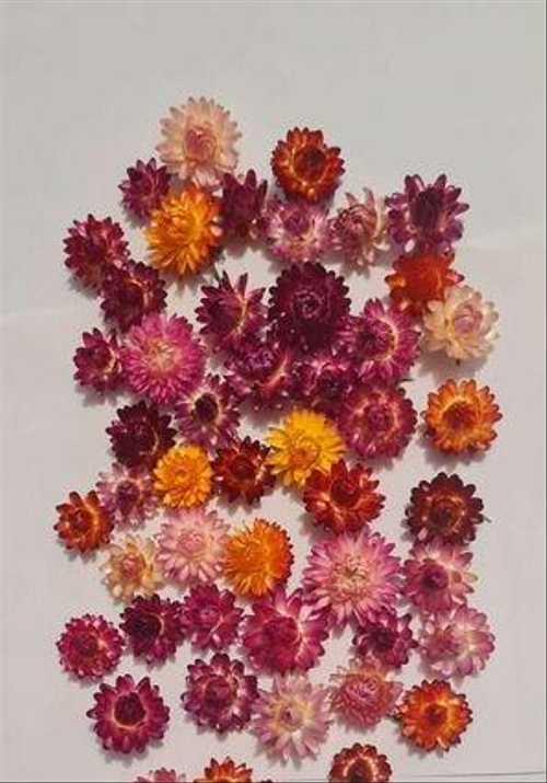 Сухоцветы гелихризум
