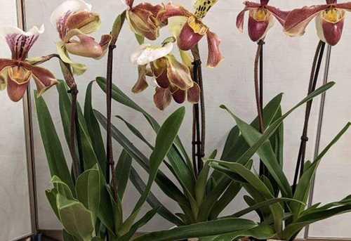 Орхидея туфелька