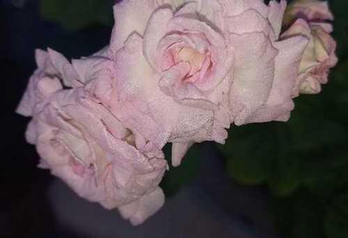 Пеларгония розебудная сортовая Леди Гертруда