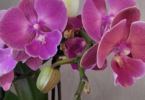 Орхидея фаленопсис Биг лип залм
