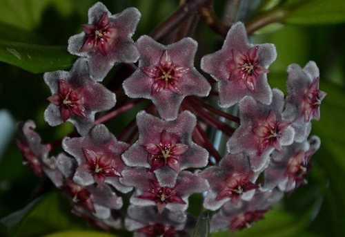Хойя Hoya pubicalyx Royal Hawaiian Purple