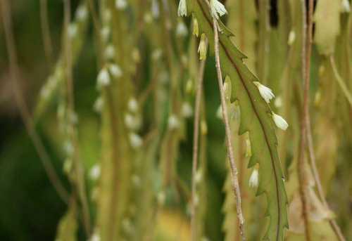 Рипсалис холетианум (Rhipsalis houlletianum)