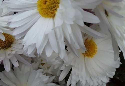Хризантема белая ромашковая