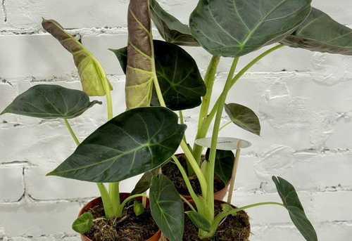 Алоказия Ригал Шилд