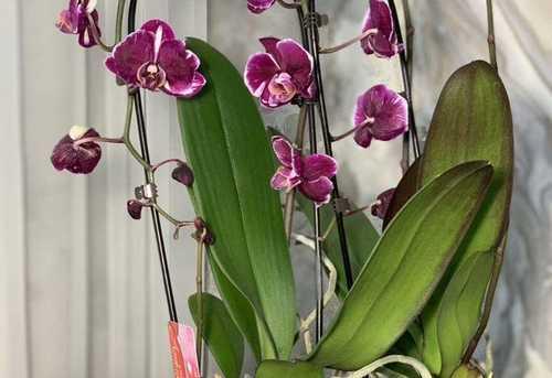 Орхидея фаленопсис "Каменная роза"