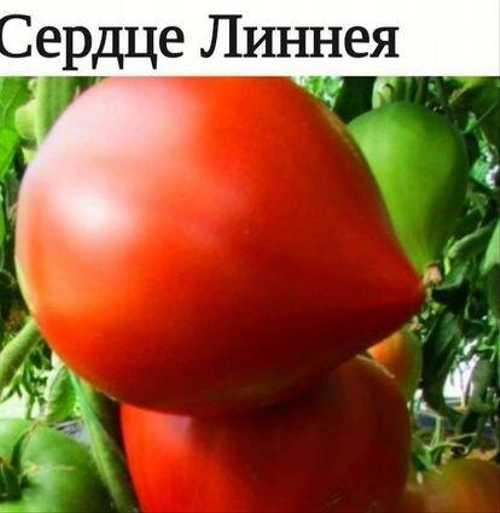 Семена томатов. Коллекционные