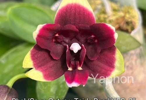 Орхидея азиат P.(Sogo Gotris-Taida Pearl)’ES-2’