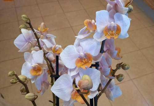 Орхидея фаленопсис Тулкан