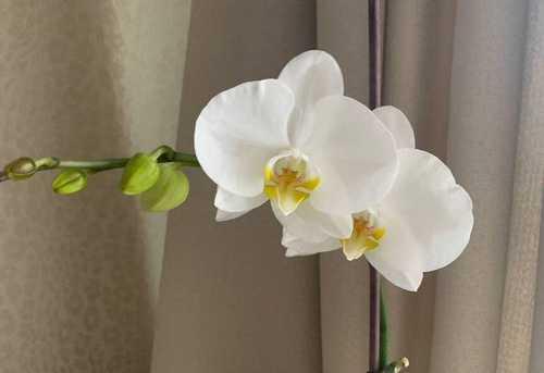 Орхидея фаленопсис белая 10 см цветок