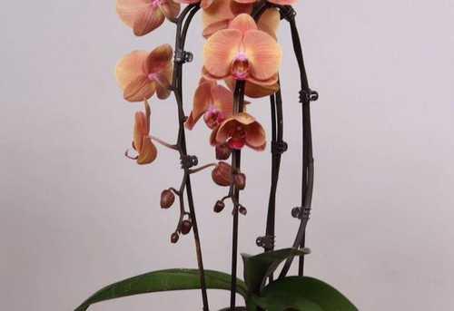 Орхидея фаленопсис Perfect Peach 60см
