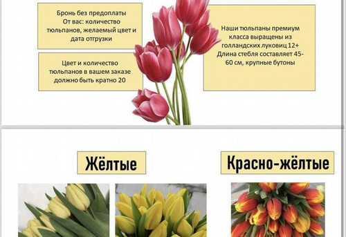 Цветы оптом тюльпаны