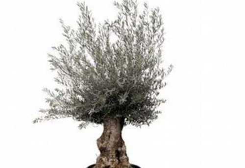 Олива Оливковое дерево Италия с плодами 80/250см