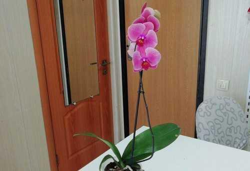 Орхидеи продажа
