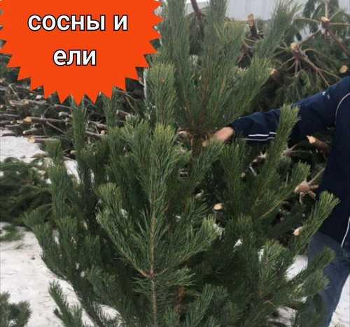 Сосна ель живая новогодняя