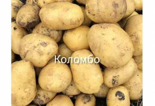 Картофель на семена семенной