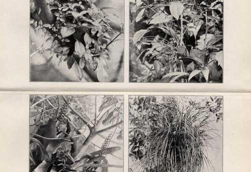 Гравюры. Ботаника. Растения. 1900г. Ч1