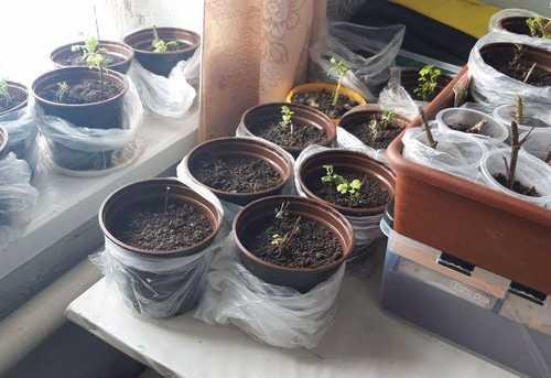 Растения для сада и огород