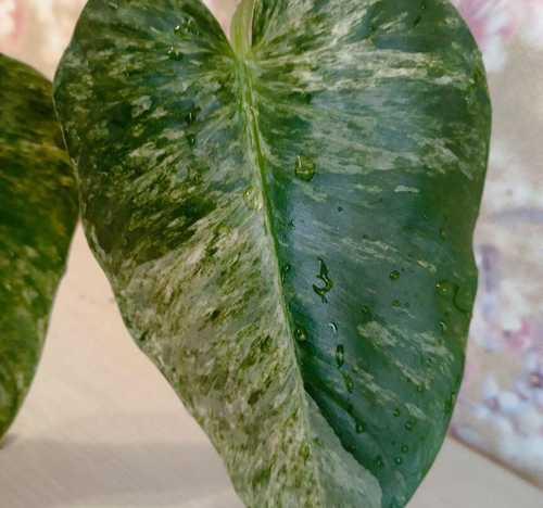 Philodendron giganteum variegata