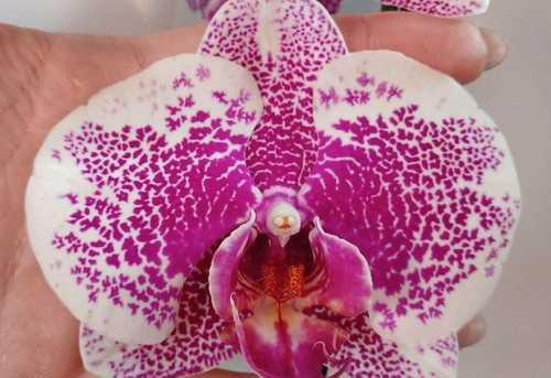 Орхидея фаленопсис пандора