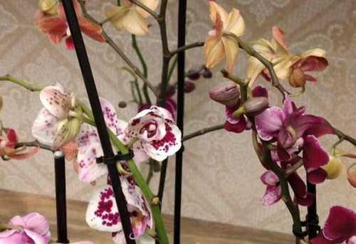 Орхидеи / сортовые / мультифлора