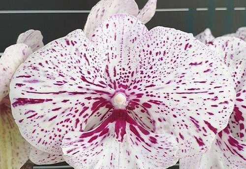 Орхидея фаленопсис Мики Метеор