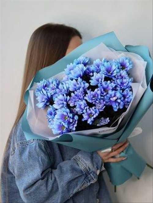Синяя хризантема кустовая крашенная