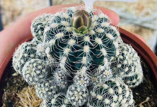 Редкие кактусы Gymnocalycium в ассортименте