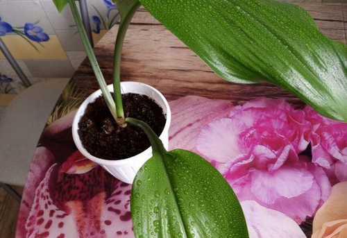 Эухарис амазонская лилия луковицы
