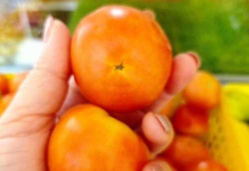 Семена томатов с долгим сроком хранения