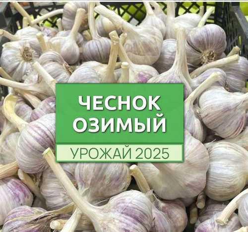 Чеснок озимый для посадки