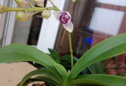 Орхидея фаленопсис Tzu Chiang Sapphire