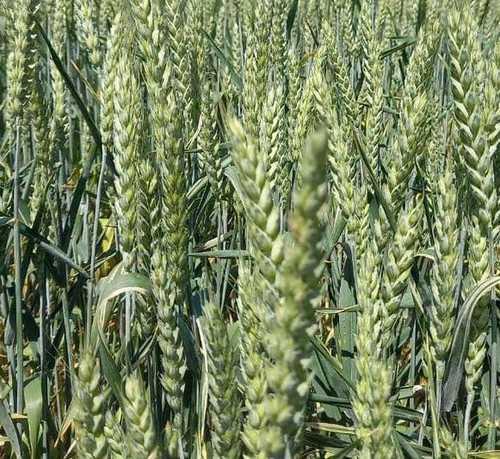 Семена "Алексеич" озимая пшеница элита