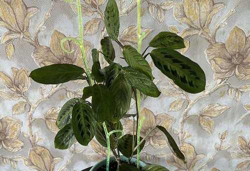 Маранта триколор, комнатное растение