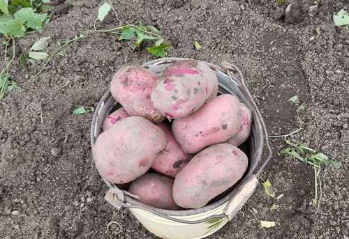 Картофель свежий урожай