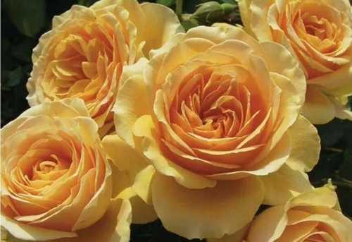 Саженцы роз Генриетта барнет флорибунда