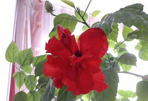 Гибискус красный, китайская роза