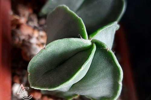 Кактус Astrophytum myriostigma nudum