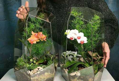 Флорариум с орхидеей, орхидариум Стелла