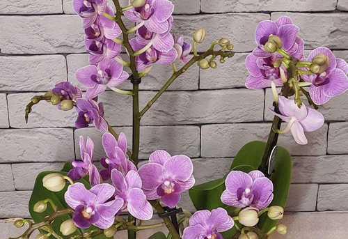 Орхидея мультифлора Виолет Квин