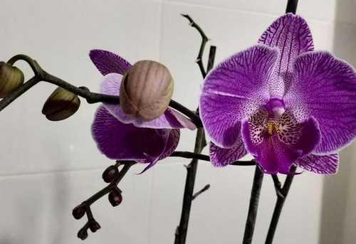 Орхидея фаленопсис биглип Royal Smile