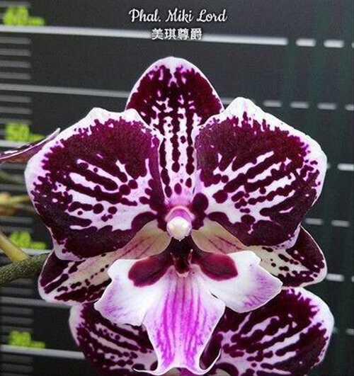 Орхидея Phal. Miki Lord