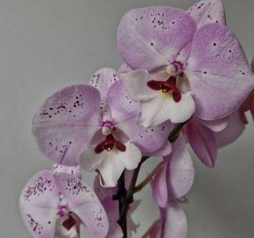 Орхидея биглип Aare