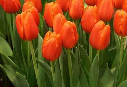 Букеты (тюльпаны к празднику 8 мартa)