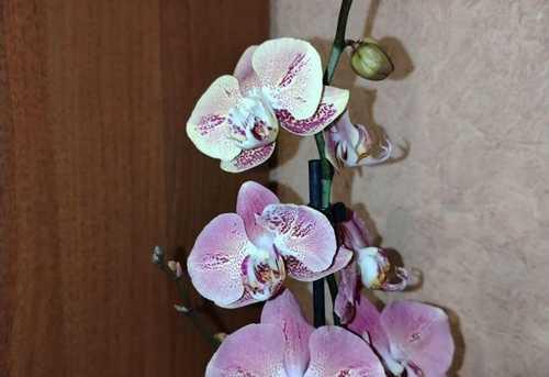 Орхидея леко фантастик
