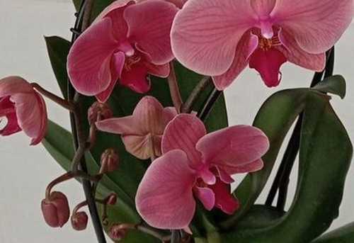 Орхидея фаленопсис Fansy Klementjn