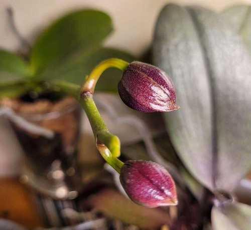 Орхидея Sogo Relex на бутонах