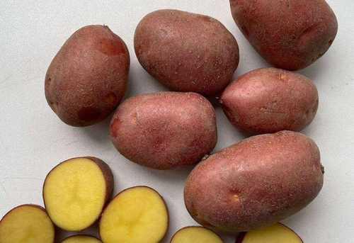 Картофель семена оптом на прямую кфх