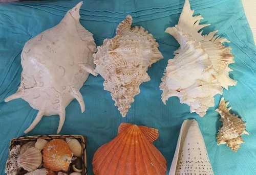 Морские ракушки раковины большие